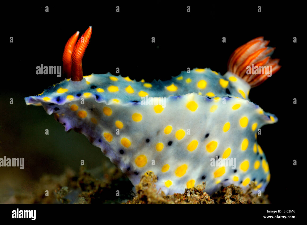 Nudibranch hi-res stock photography and images - Alamy