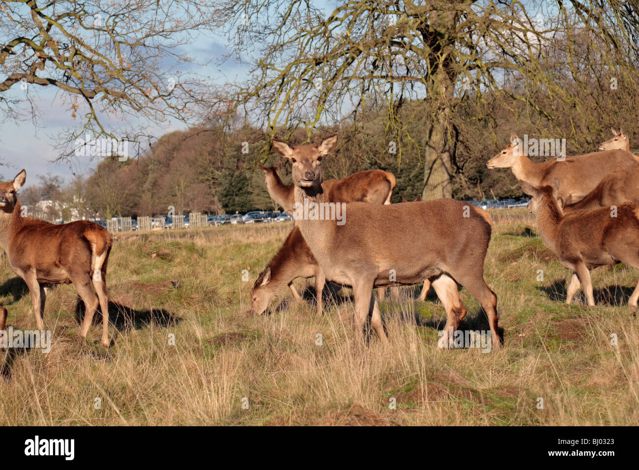 Deer grazing uk hi-res stock photography and images - Alamy