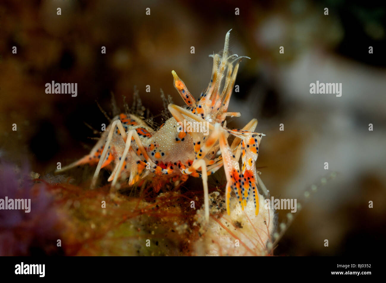 Phyllognathia ceratophthalma, Spiny Tiger Shrimp, Bongo Bumble Bee ...