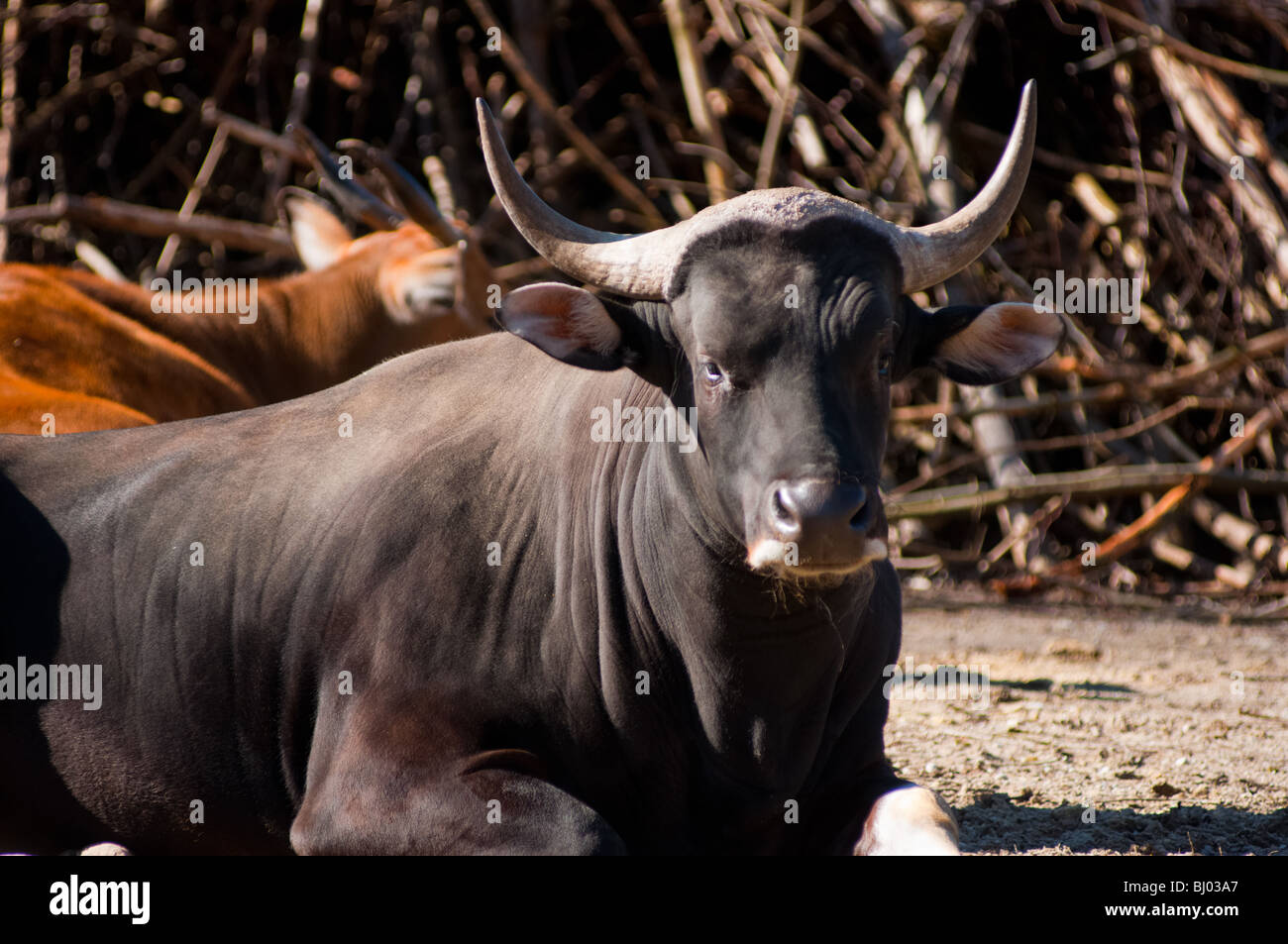 Tembadau hi-res stock photography and images - Alamy