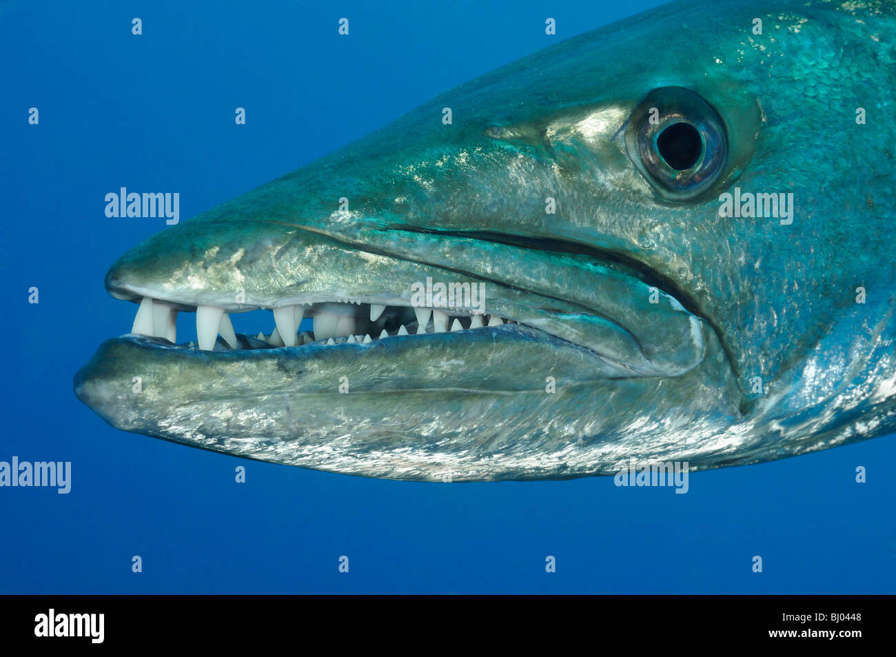 Grande Esqueleto De Barracuda