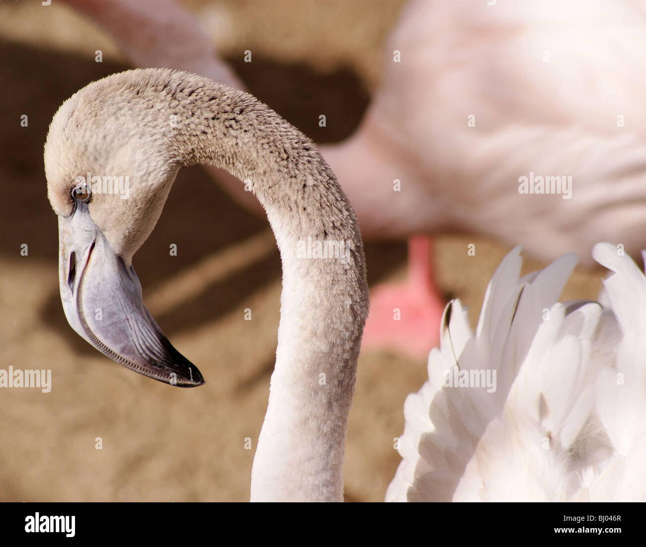 FLAMINGO BIRD SPECIES VIEW OF NECK AND BEAK NOT PINK Stock Photo - Alamy