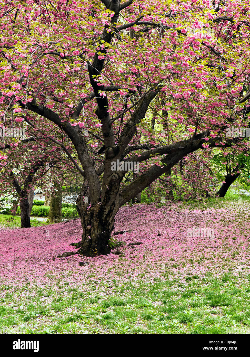 Japanese cherry trees in bloom in Central Park - New York City Stock ...