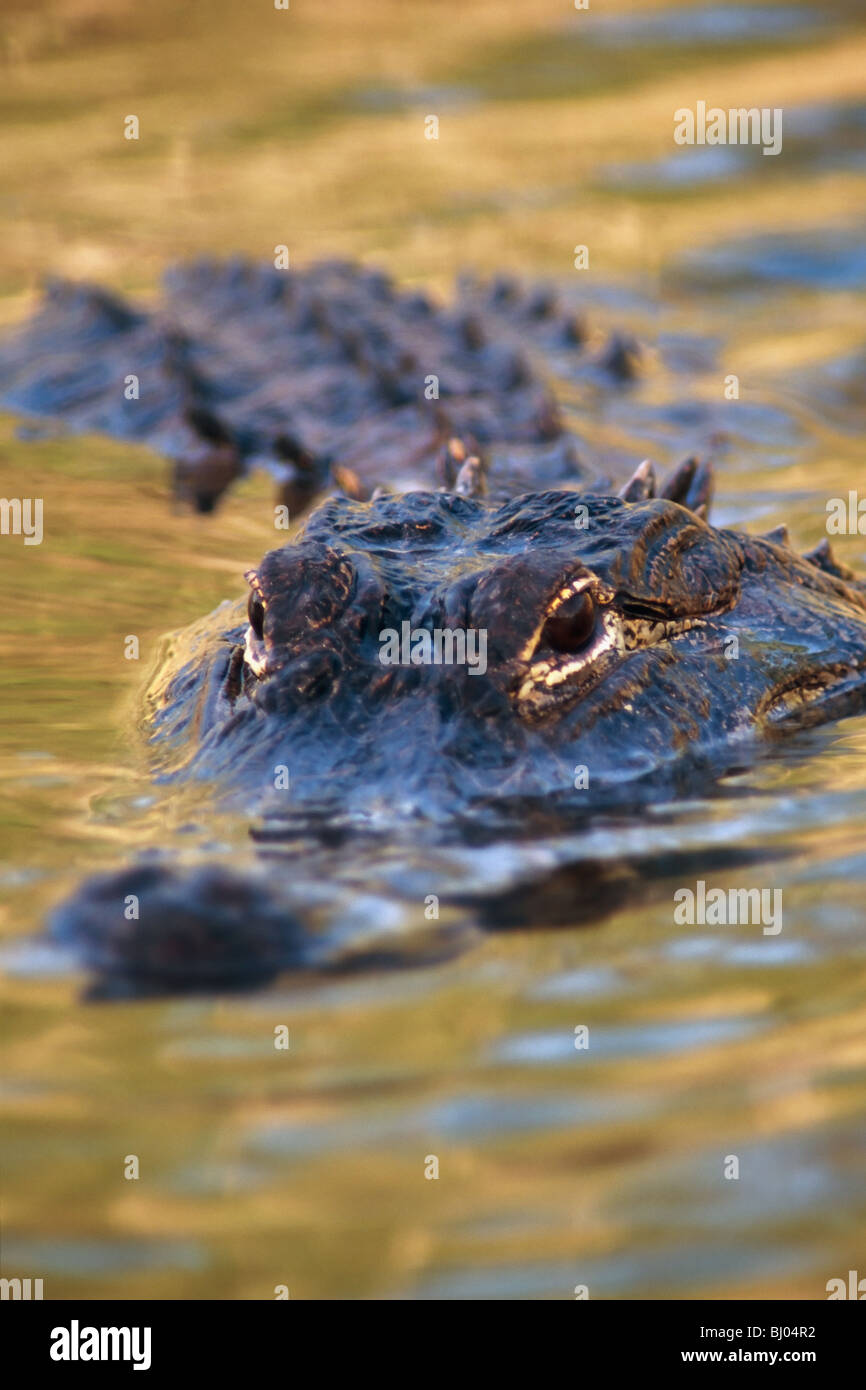 American Alligator (Alligator mississippiensis mississippiensis) in the ...