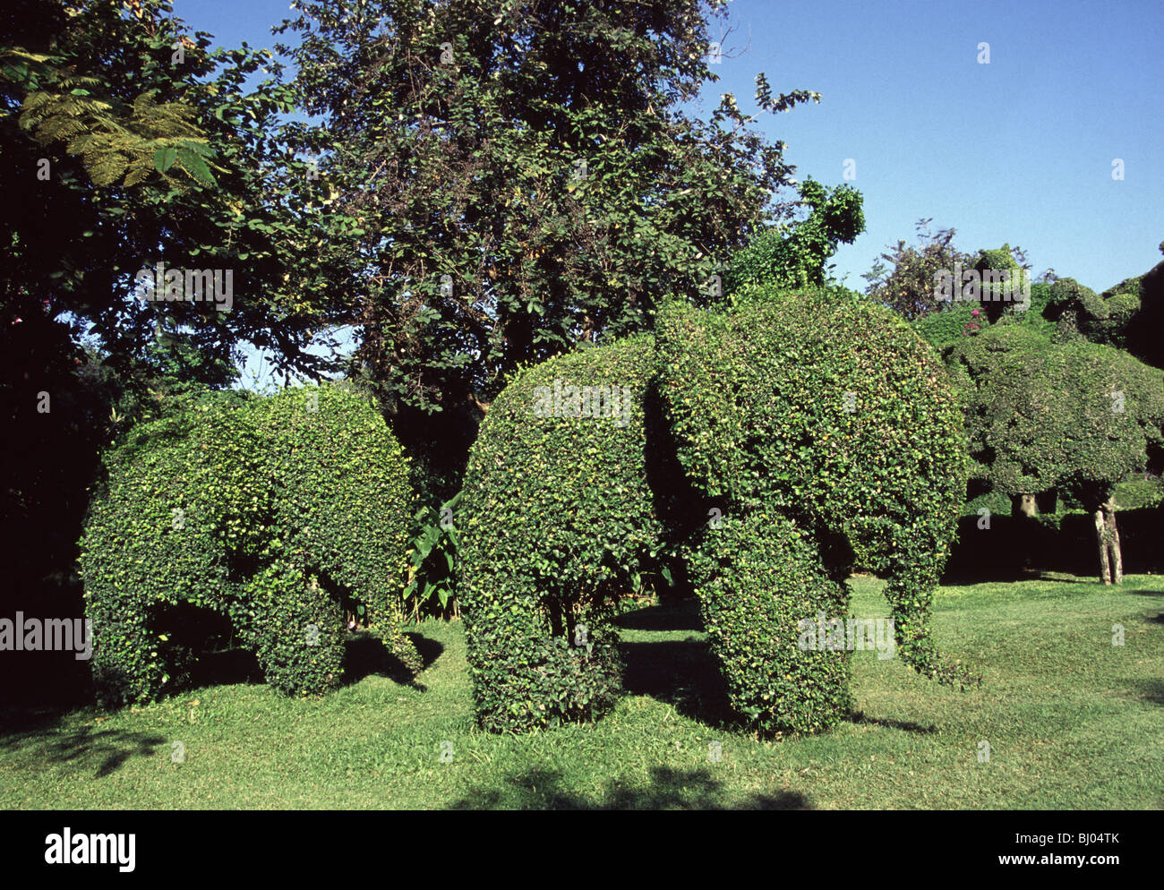 Topiary in the shape of Elephants Stock Photo - Alamy