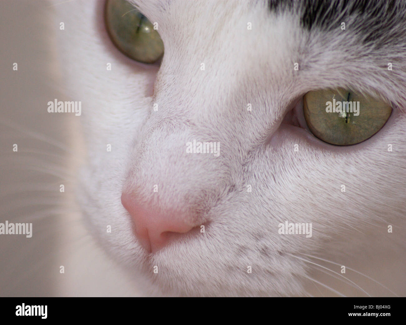 The face of a white cat with a black fringe Stock Photo - Alamy