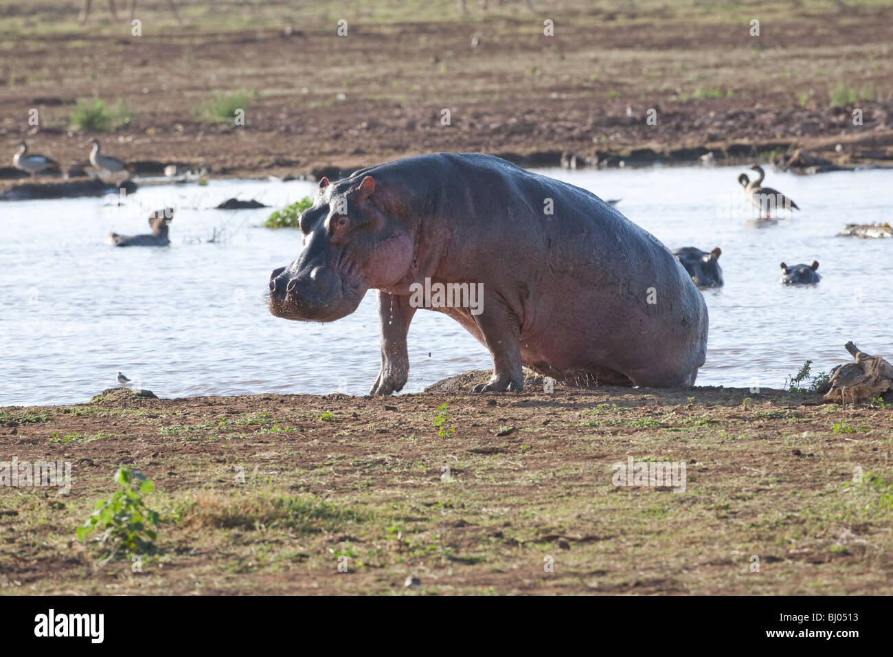 Hippopotamus Hippopotomus amphibius emerging from a deep water lake in ...
