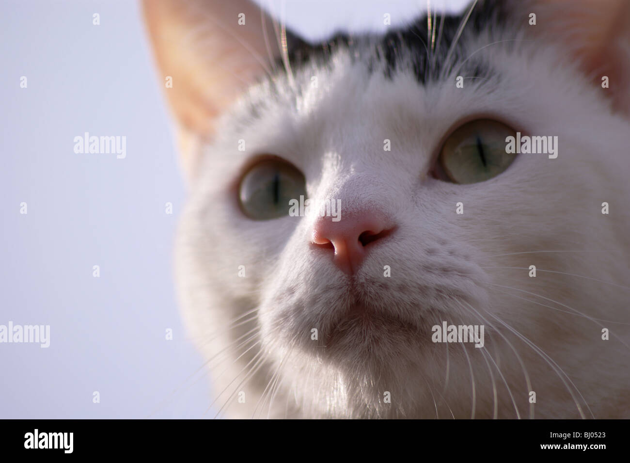 The face of a white cat with a black fringe with a blue sky Stock Photo ...