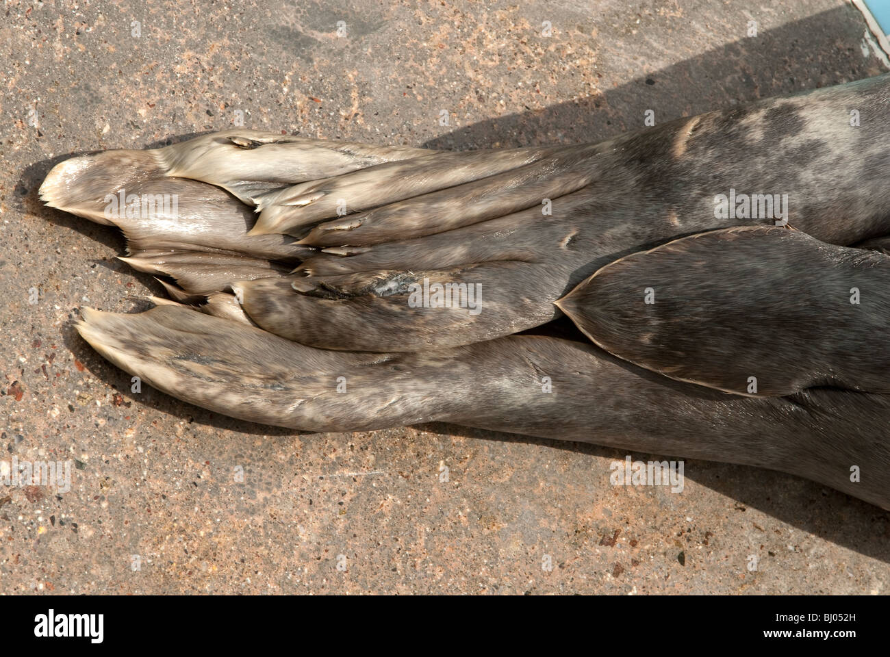 Fin fins tail hi-res stock photography and images - Alamy