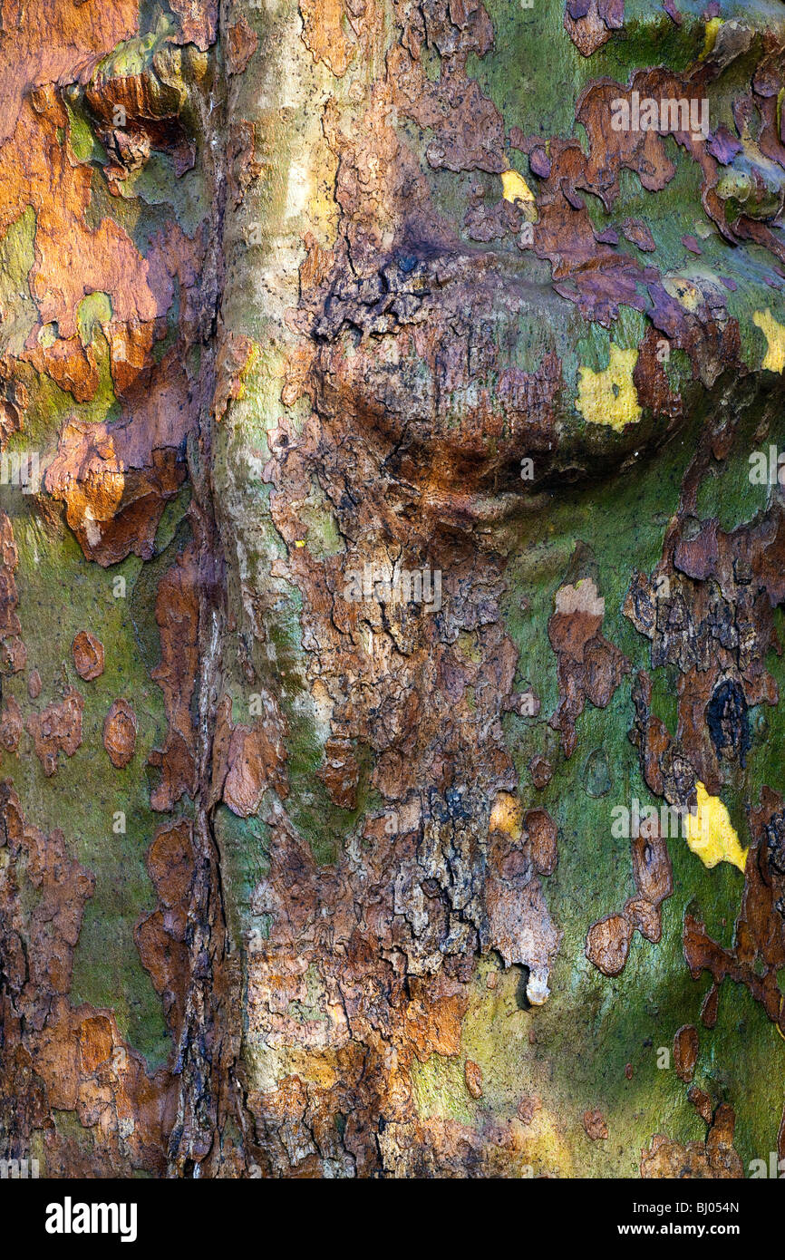Wet tree bark close up hi-res stock photography and images - Alamy