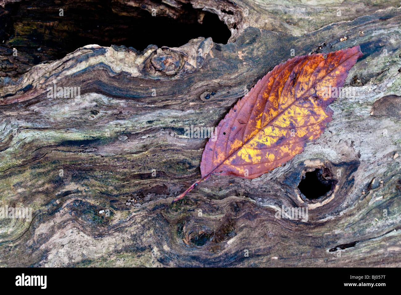 Autumn leaves on log Stock Photo - Alamy