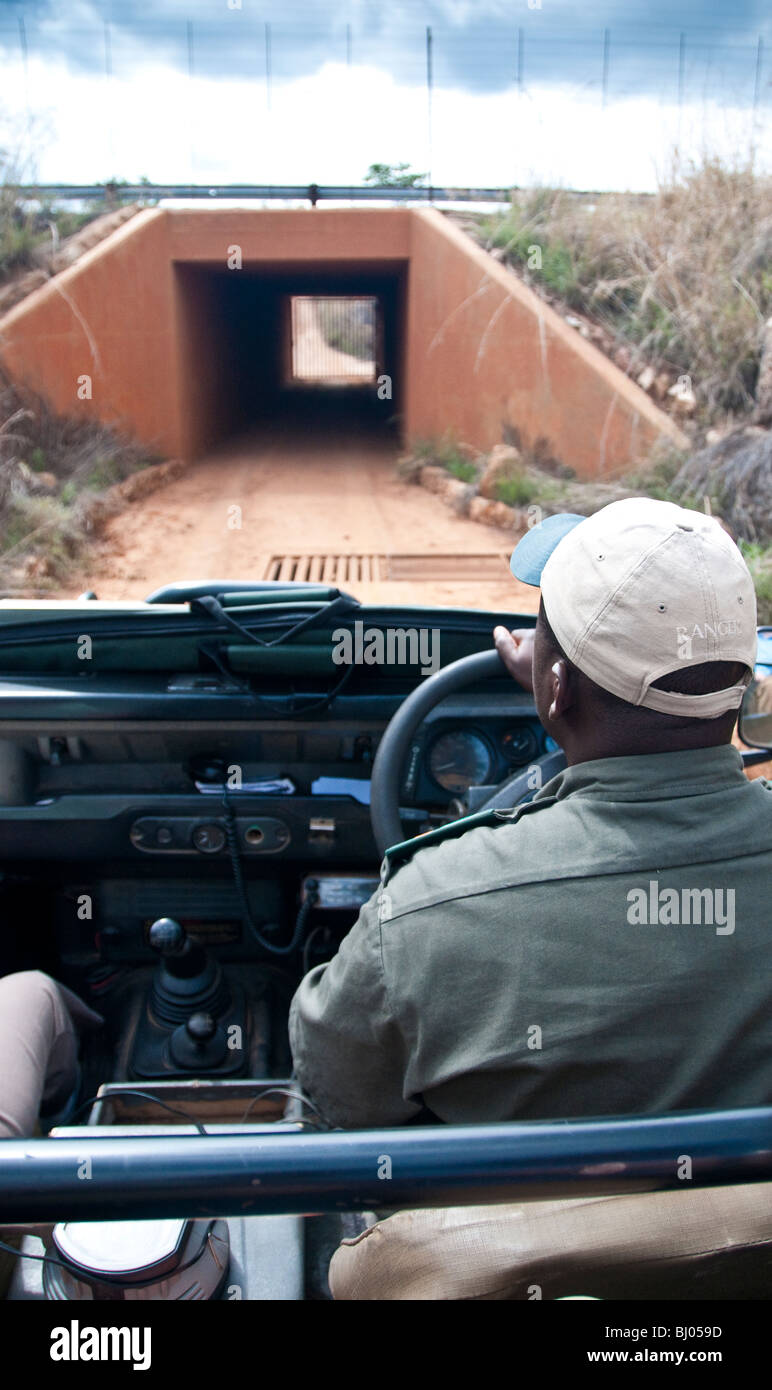 Game Drive/Safari with Ranger Stock Photo - Alamy