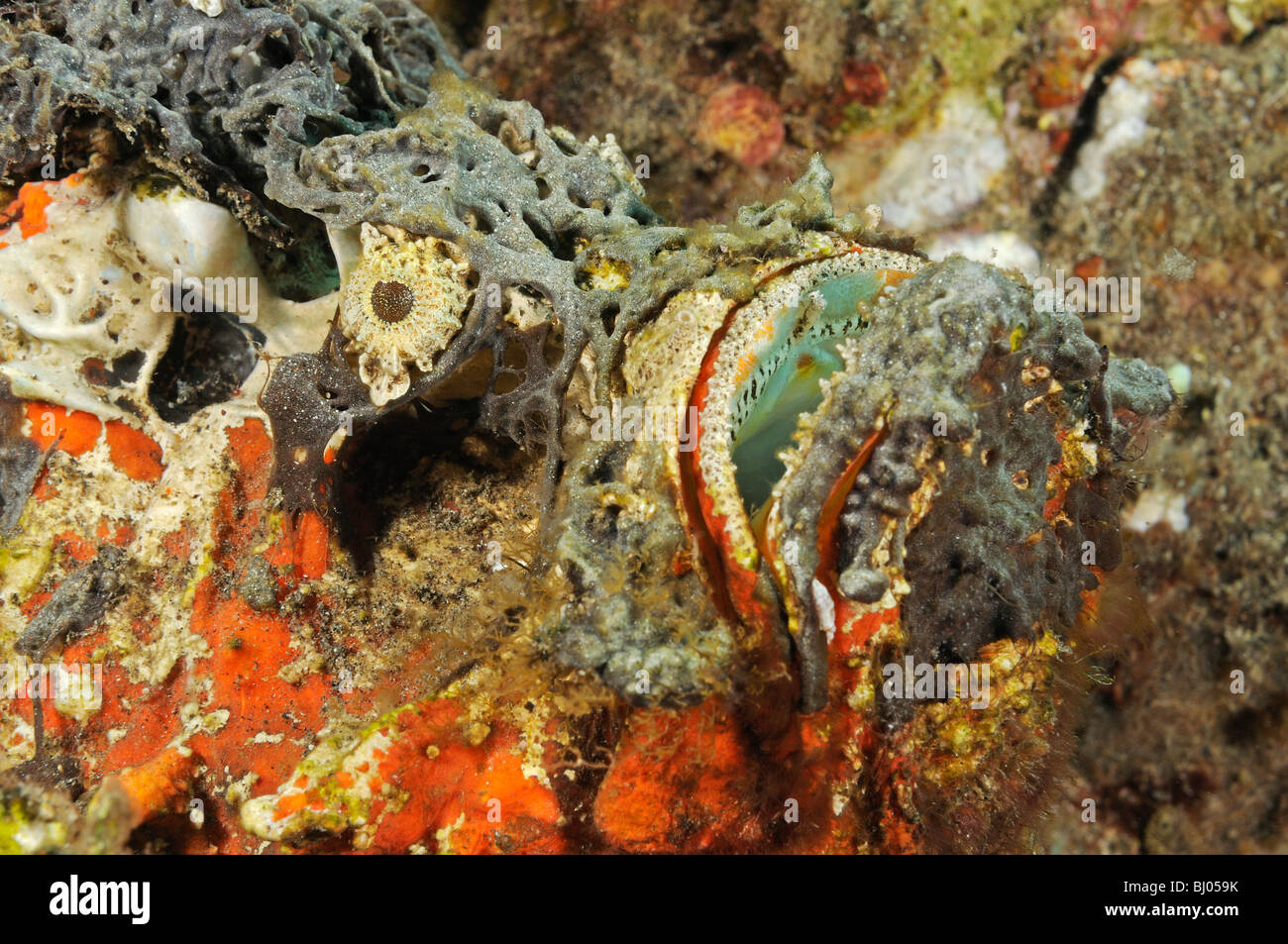 Venomous stonefish hi-res stock photography and images - Alamy