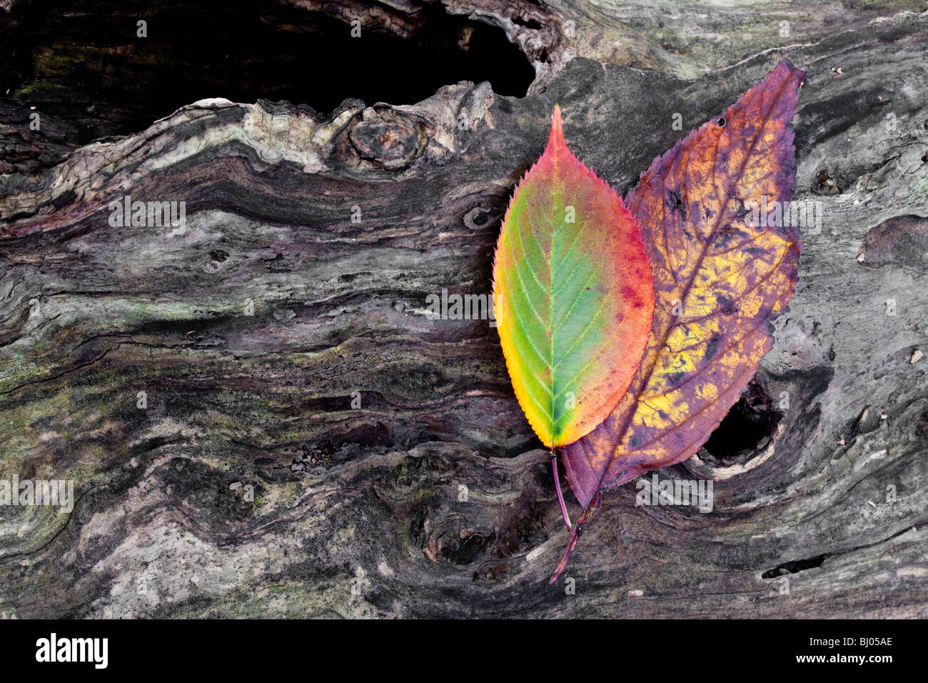 Autumn leaves on log Stock Photo - Alamy