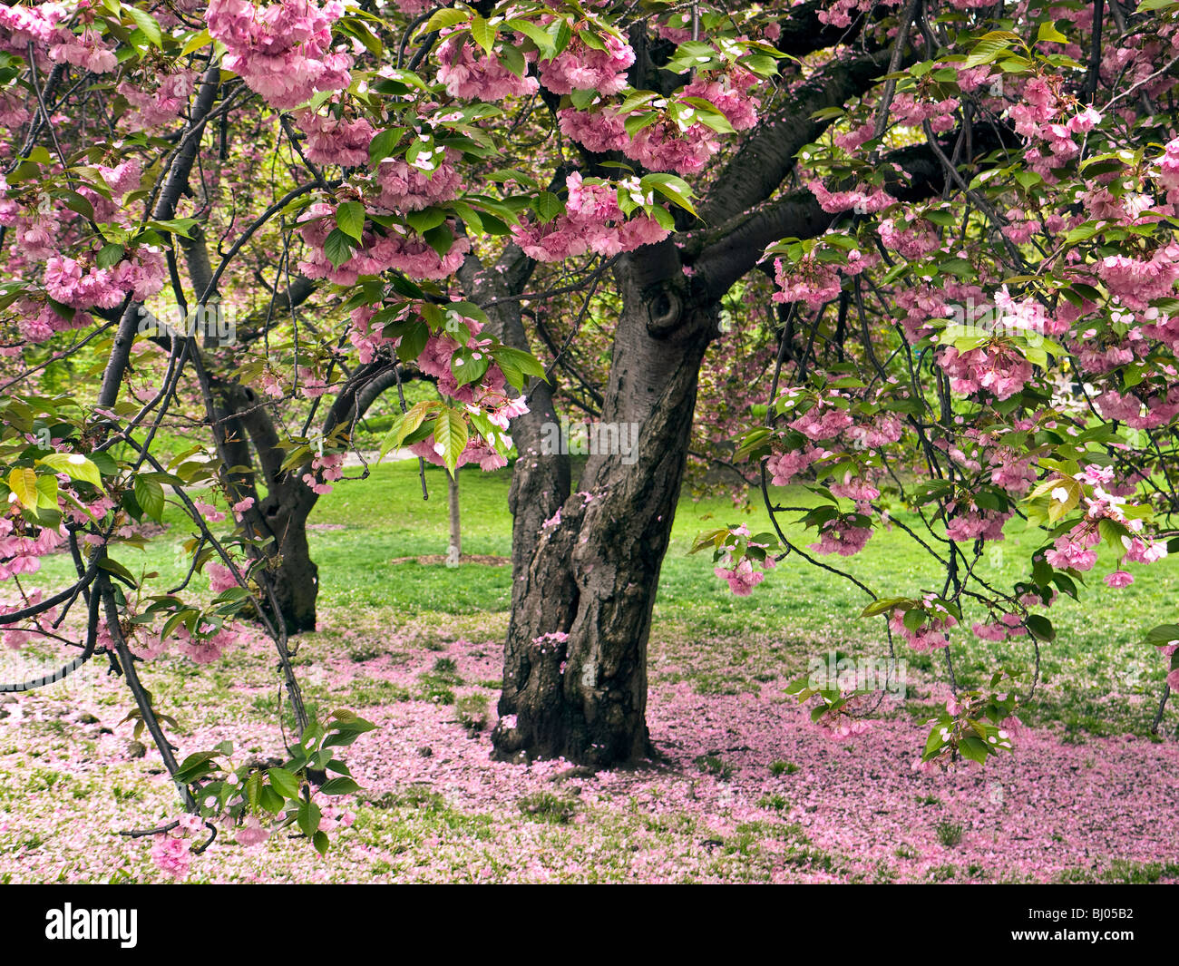 Japanese cherry trees in bloom in Central Park - New York City Stock ...