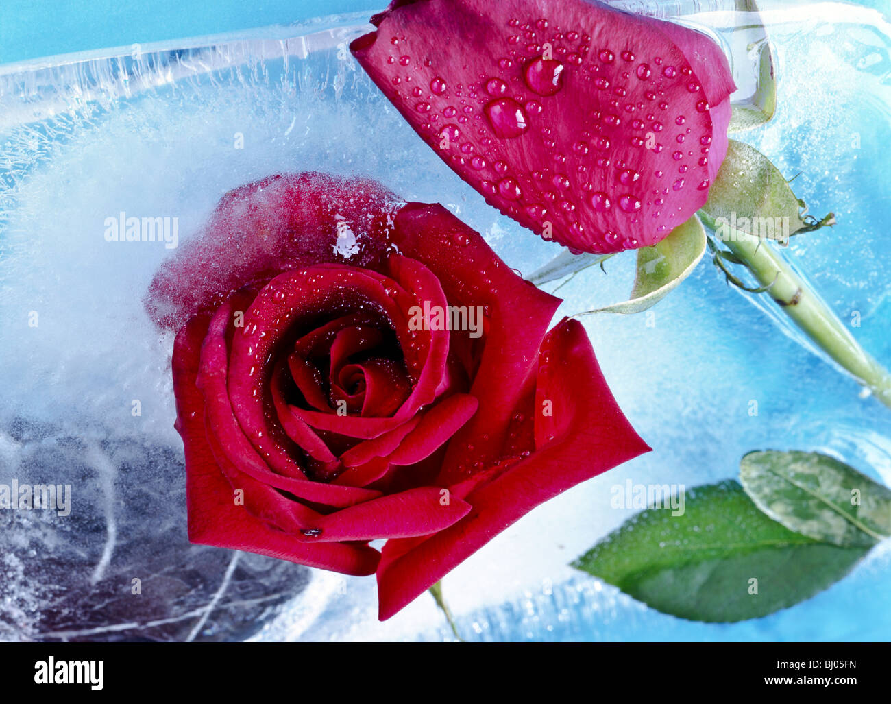 Frozen roses in ice in studio with leaves and rocks Stock Photo - Alamy