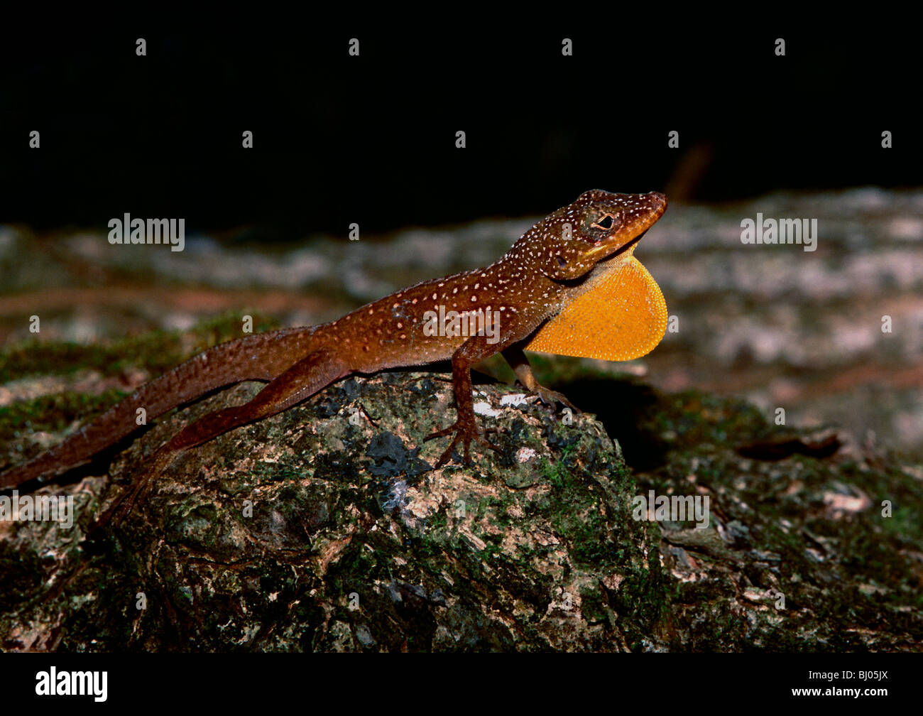 Anole on tree limb in rainforest on the island of Dominica Stock Photo ...