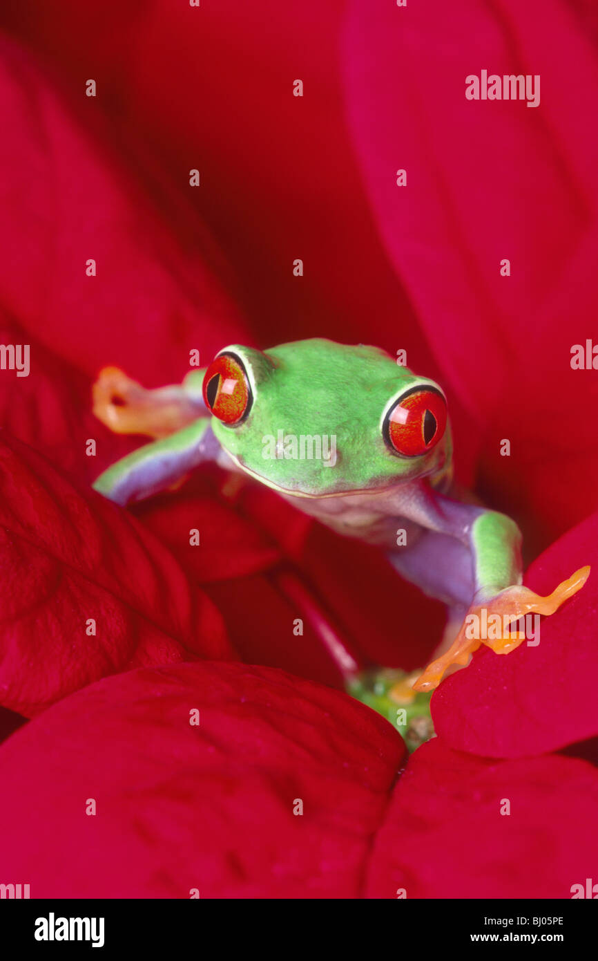 Red-eyed Treefrog (Agalychnis callidryas Stock Photo - Alamy