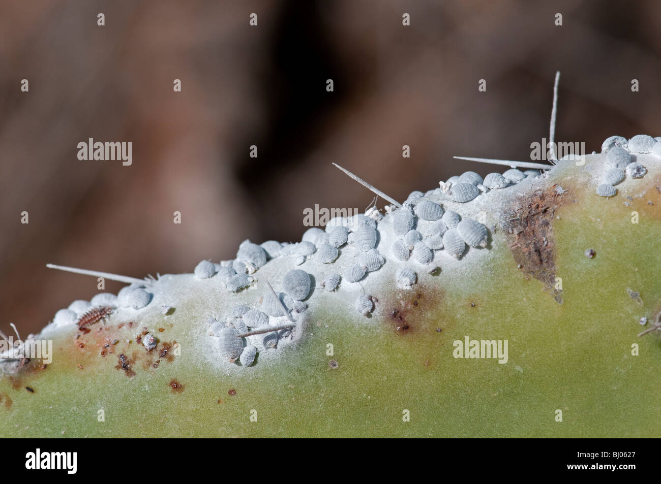 Cochineal insect: (Dactyliopius coccus), on Opuntia cactus (Opuntia ...