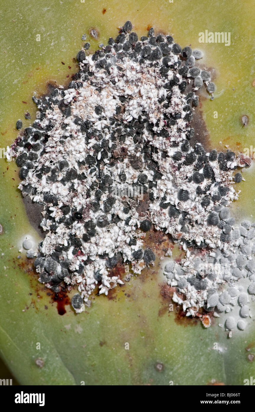 Cochineal dye hi-res stock photography and images - Alamy