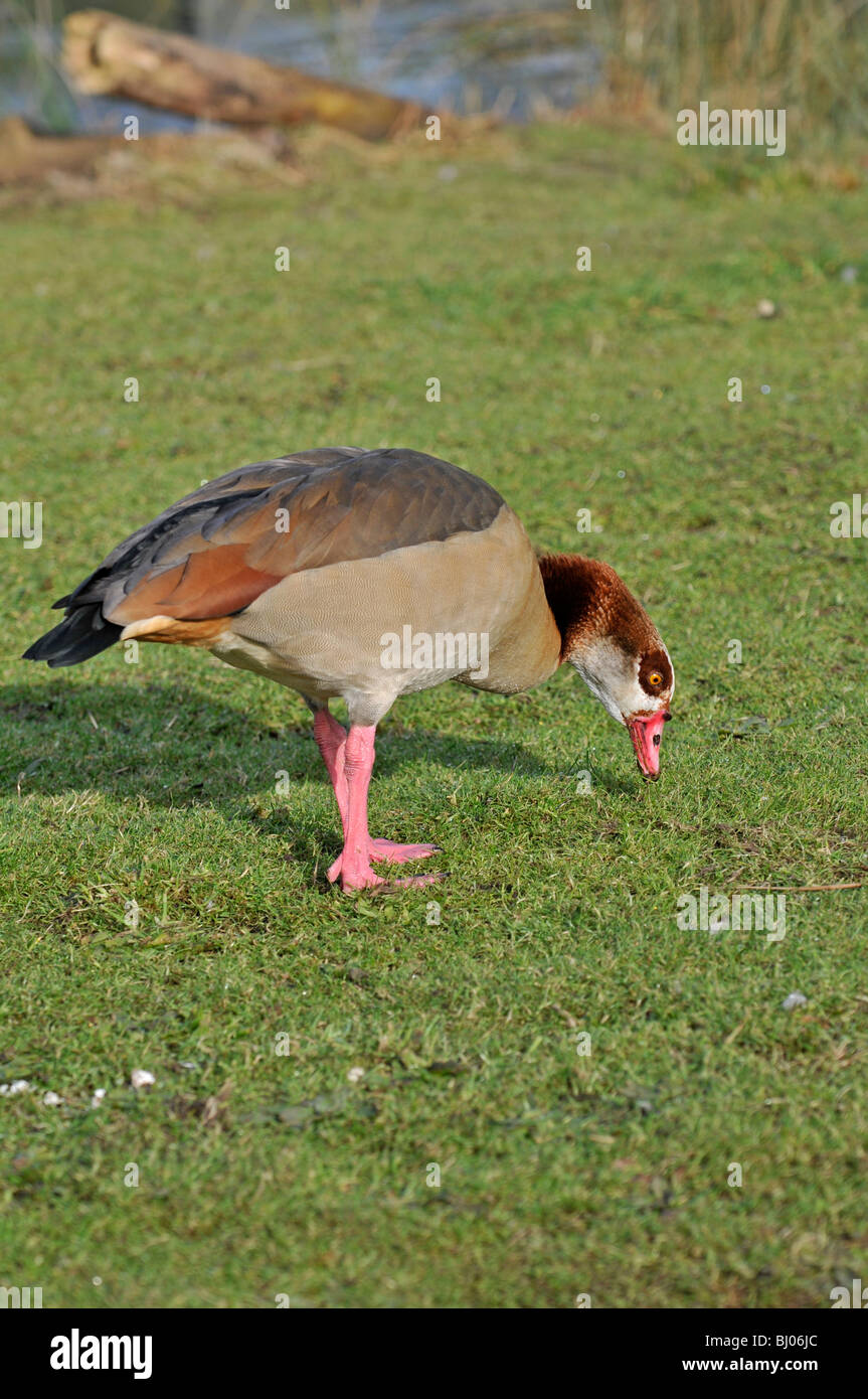 Egyptian egyptian goose hi-res stock photography and images - Alamy