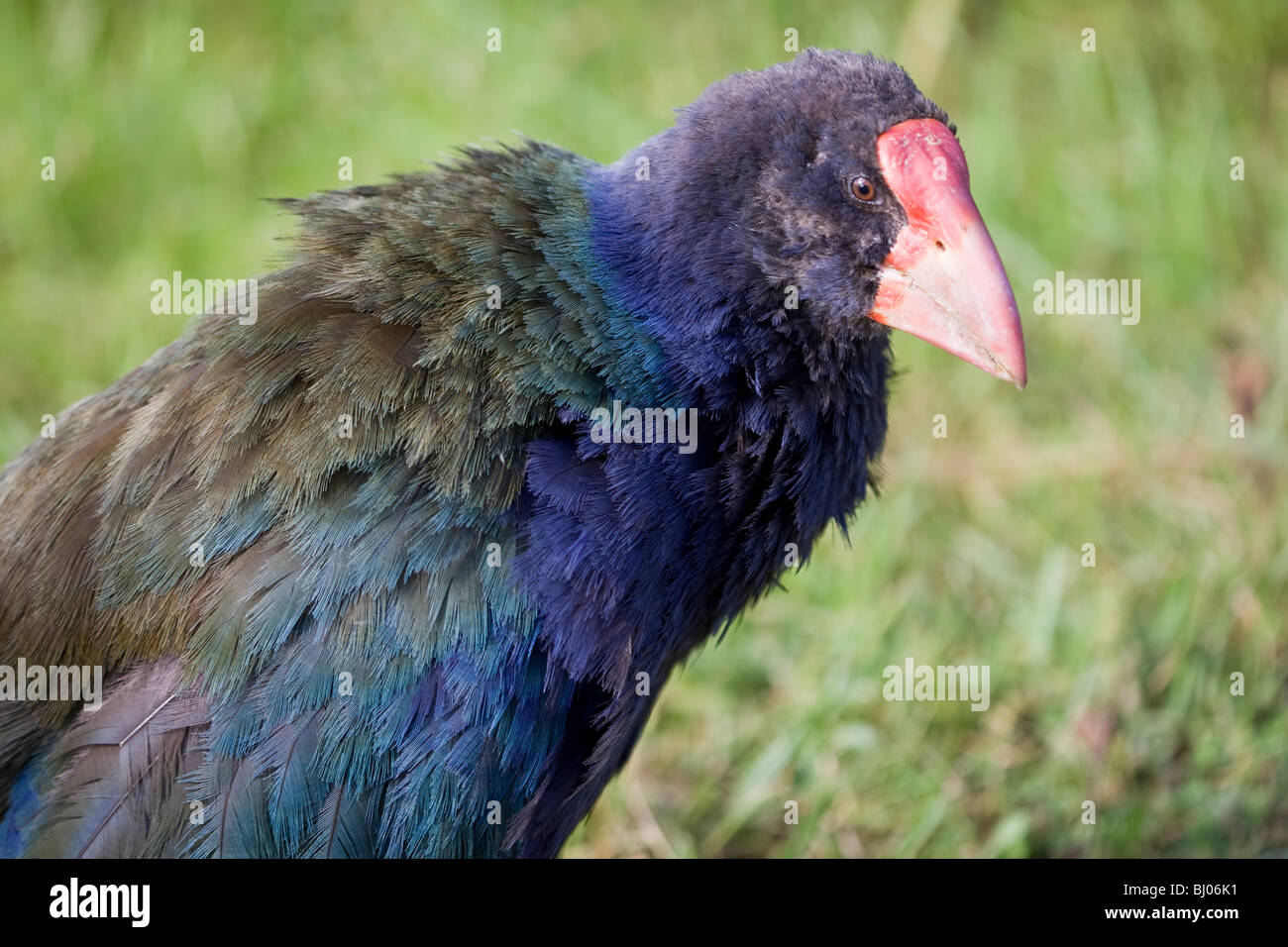 Mantelli hi-res stock photography and images - Alamy