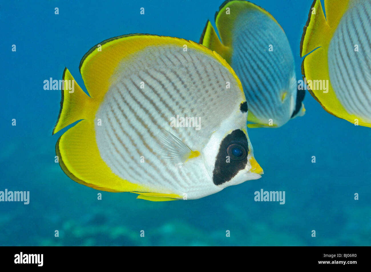 Chaetodon adiergastos, Philippine butterflyfish, Panda Butterflyfish ...