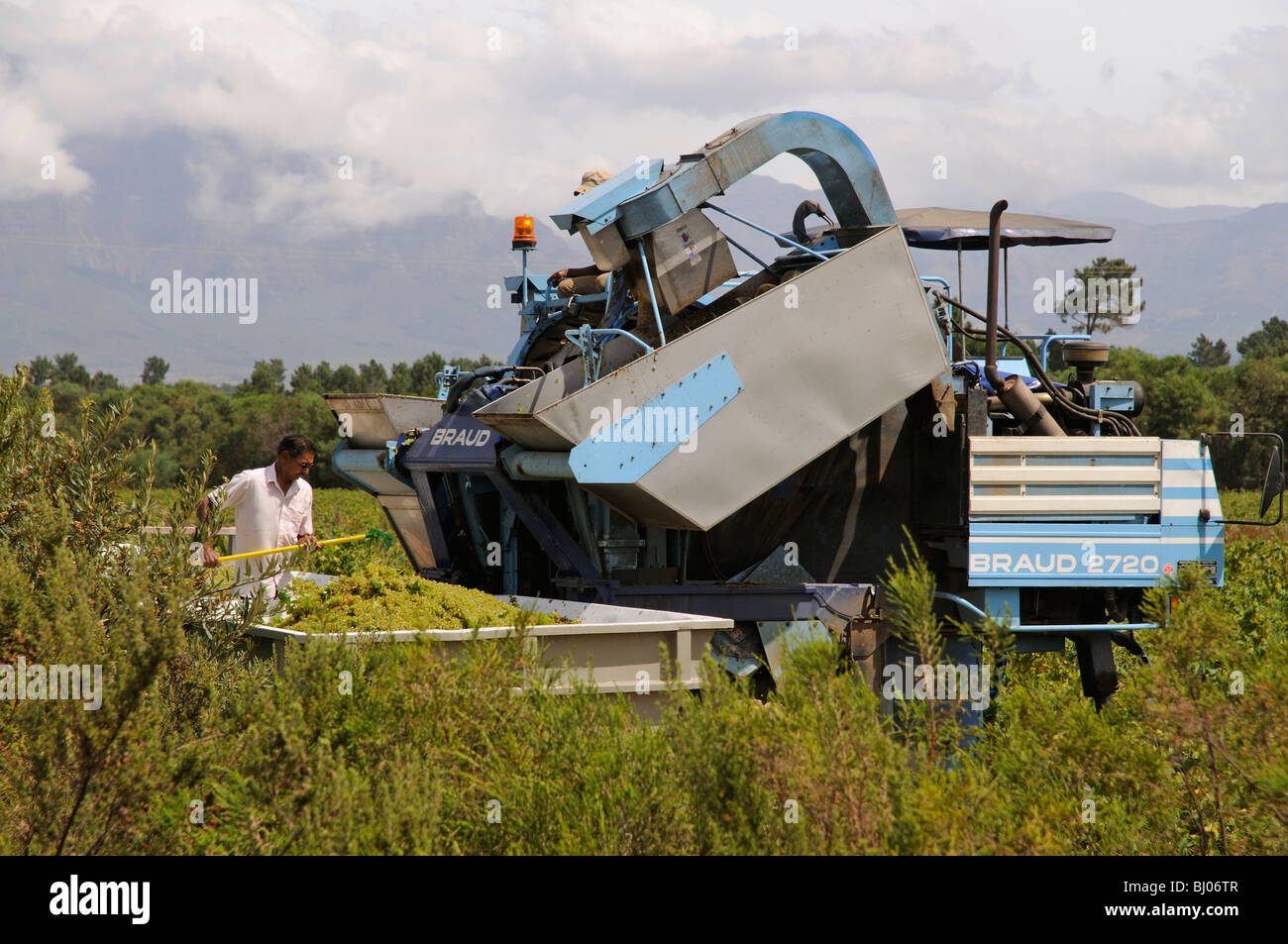 A Braud mechanical harvesting machine working in a south African ...