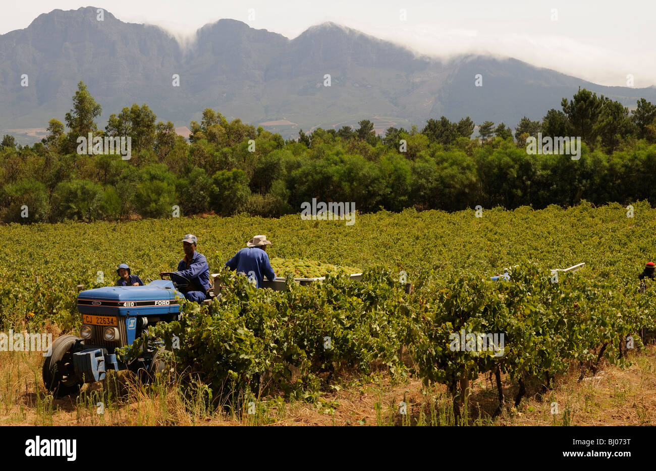 Grape pickers with tractor and a full trailer working in a south ...