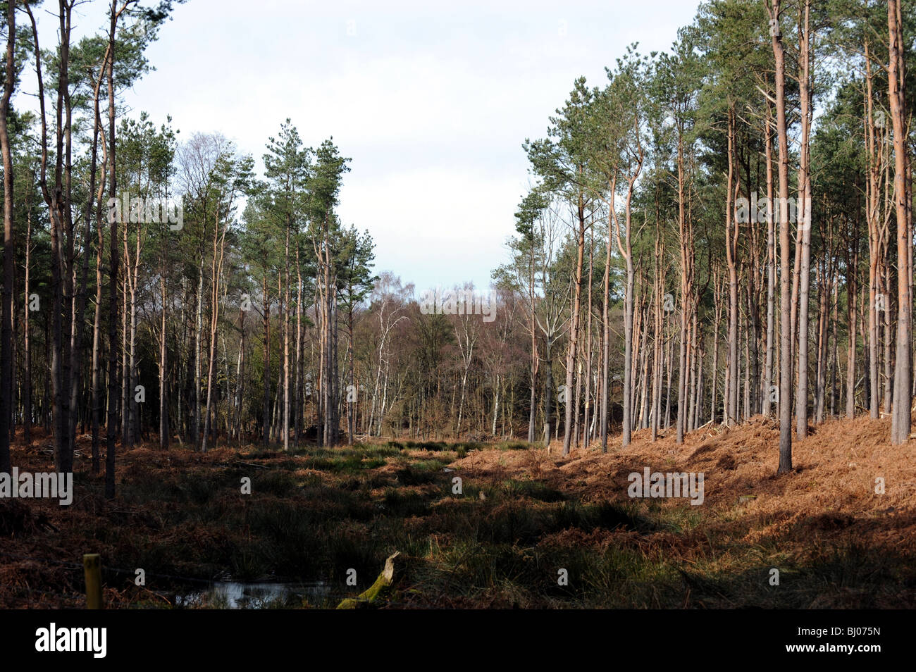 The heathland and woodland nature trail at the RSPB Pulborough Brooks ...