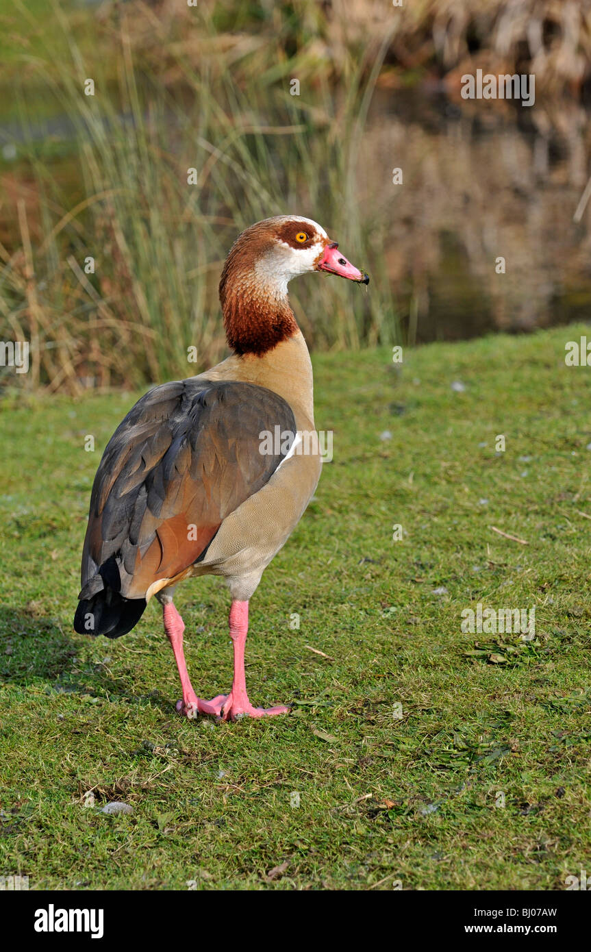 Egyptian Goose: Alopochen aegyptiacus Stock Photo - Alamy