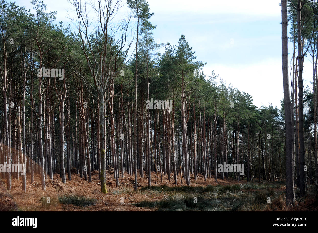 The heathland and woodland nature trail at the RSPB Pulborough Brooks ...