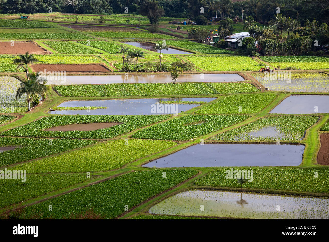Taro fields hi-res stock photography and images - Alamy