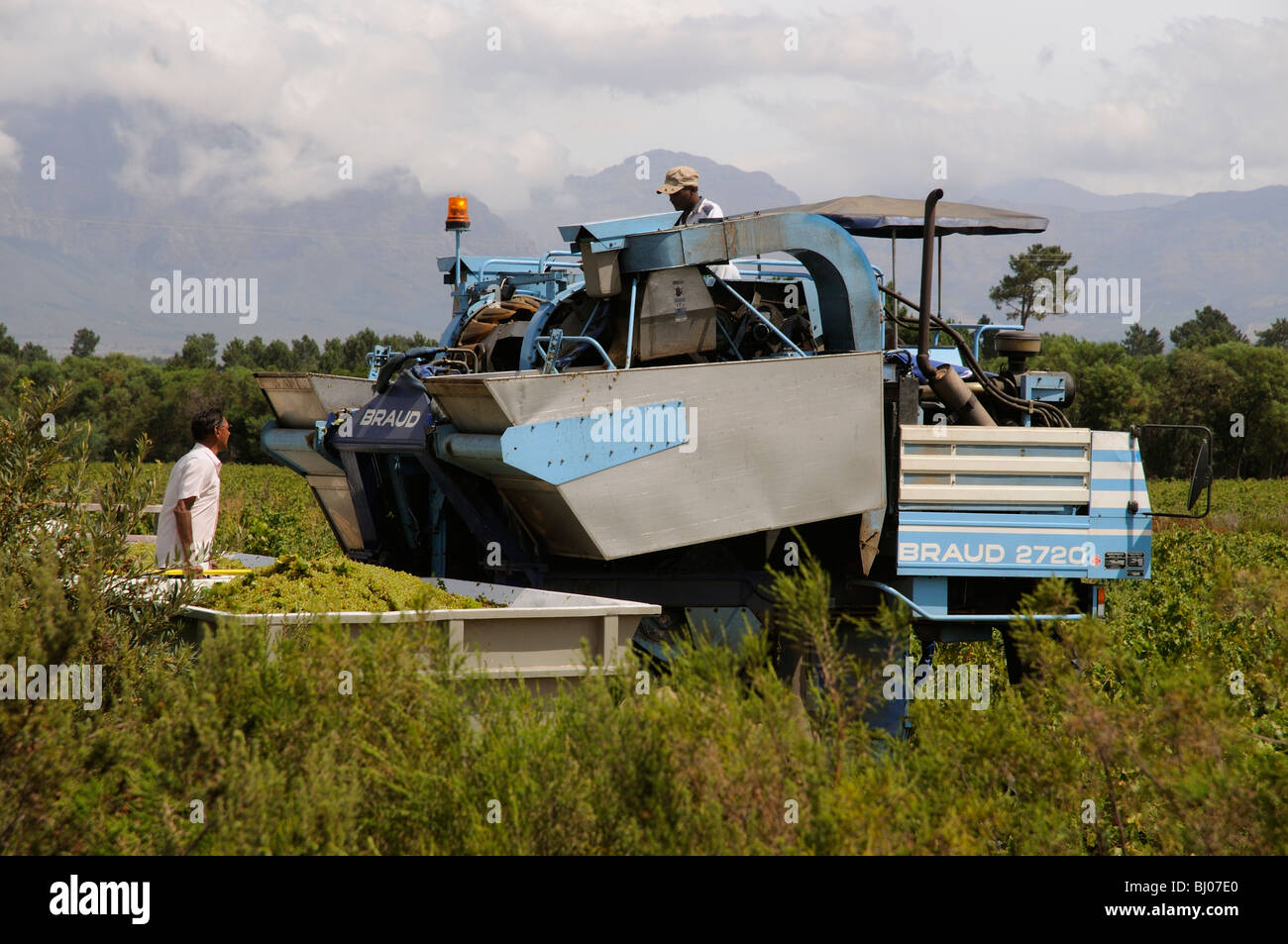A Braud mechanical harvesting machine working in a south African ...