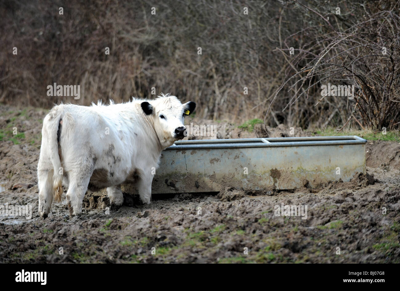 Muddy British White cattle taking a drink in a field at the RSPB ...