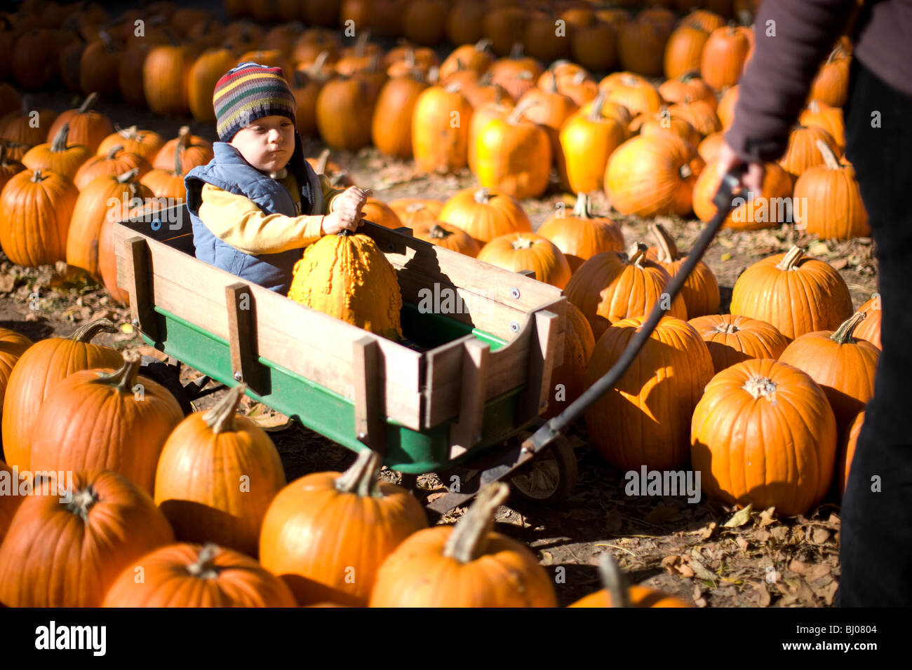 Young boy riding in a wagon at the pumpkin patch Stock Photo - Alamy