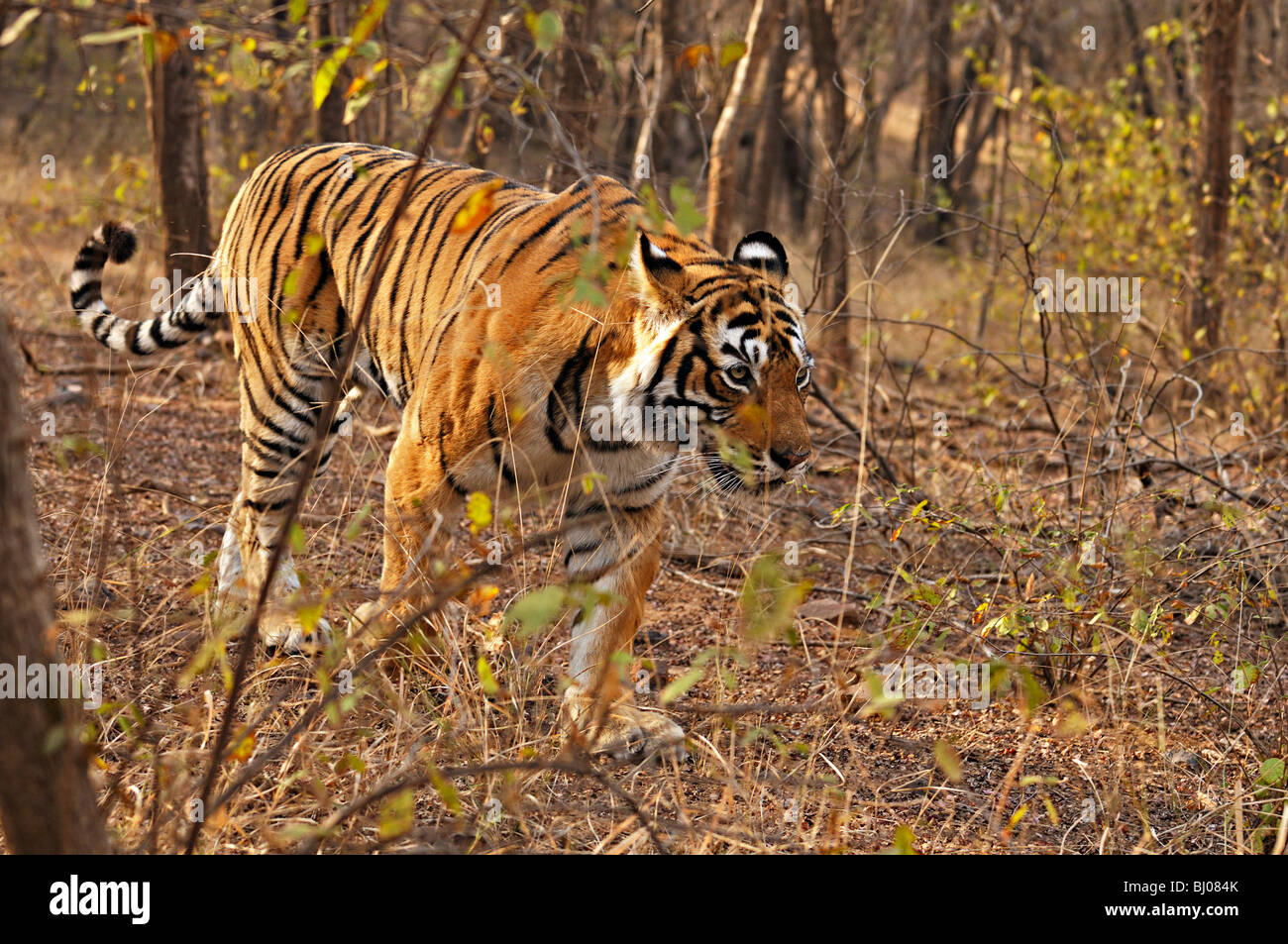 Tiger moving in the dry deciduous forest of Ranthambore tiger reserve ...