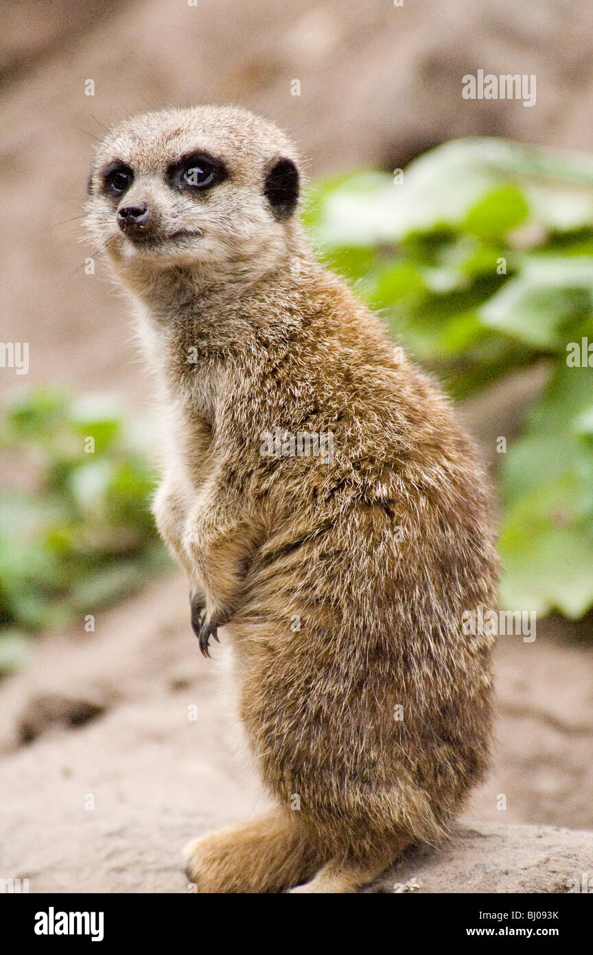 Compare the meerkat hi-res stock photography and images - Alamy