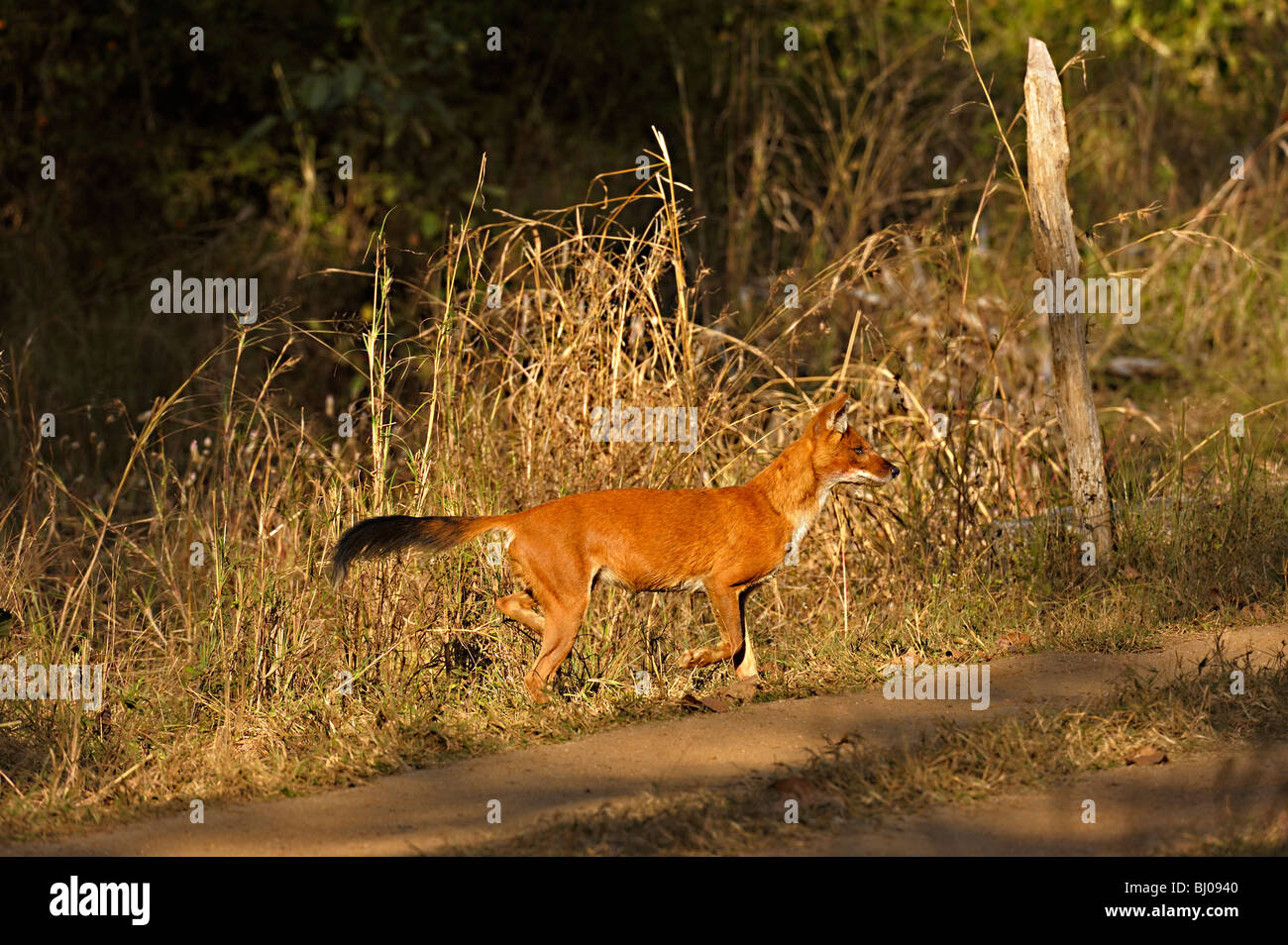 Indian wild dog hi-res stock photography and images - Alamy