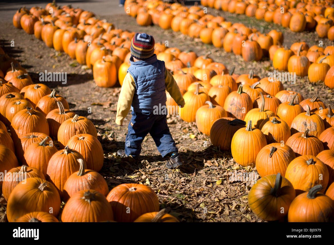 Child picking pumpkin hi-res stock photography and images - Alamy