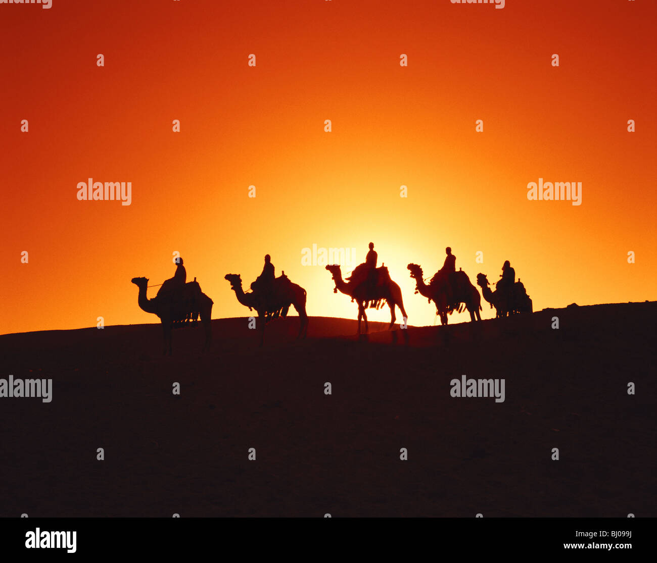 Camel train at sunset, Egypt, North Africa Stock Photo - Alamy