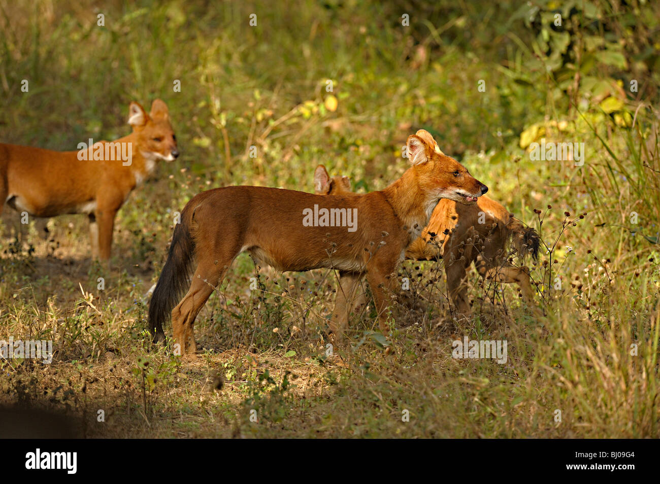 Dhole pack hi-res stock photography and images - Alamy