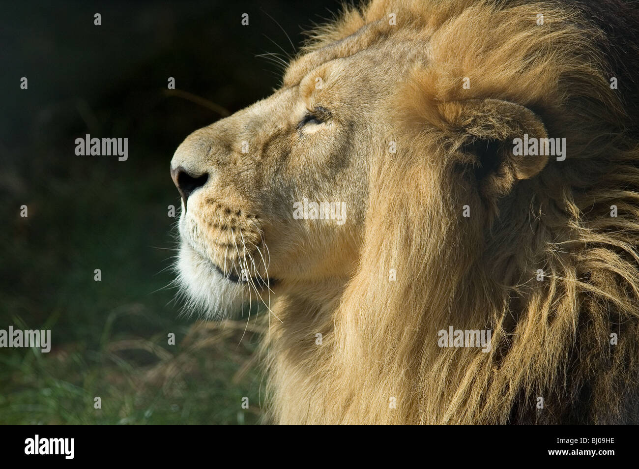 Noble lion hi-res stock photography and images - Alamy