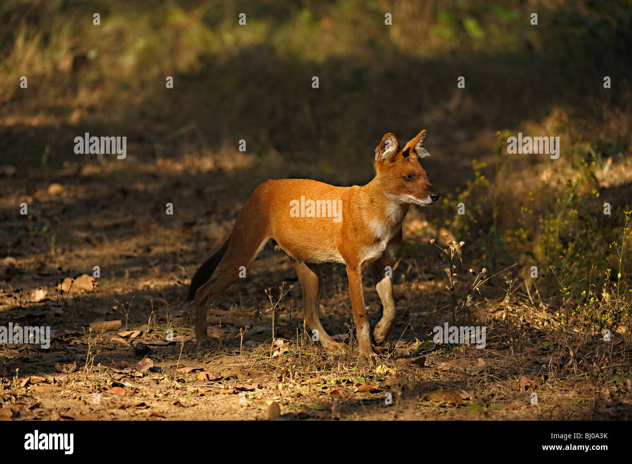 Dhole or Indian wild dog in the jungles of Kanha national park Stock ...
