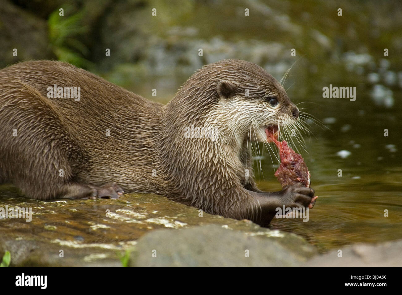Otter food hi-res stock photography and images - Alamy