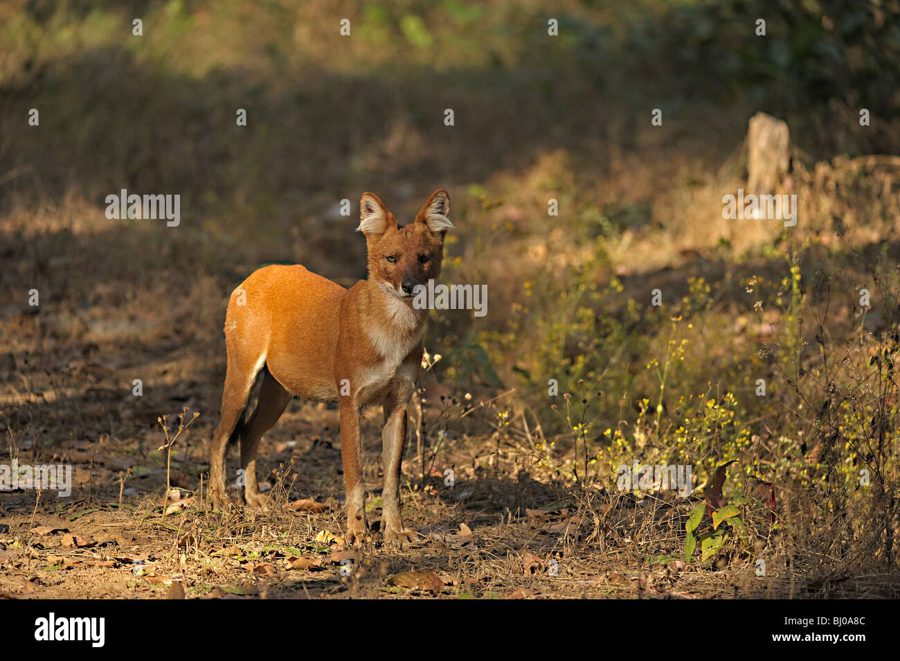Dhole or Indian wild dog in the jungles of Kanha national park Stock ...