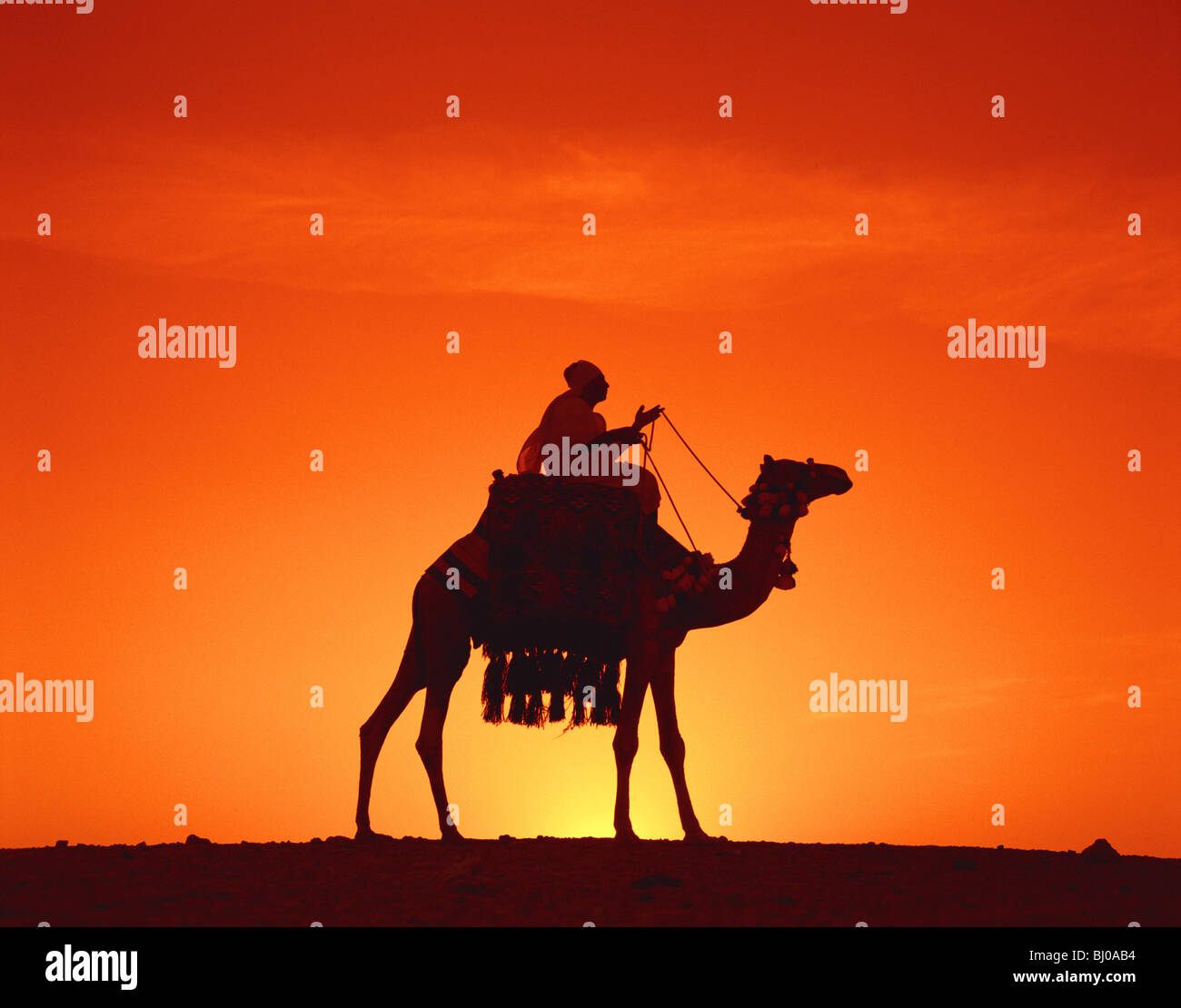 Camel with rider hi-res stock photography and images - Alamy
