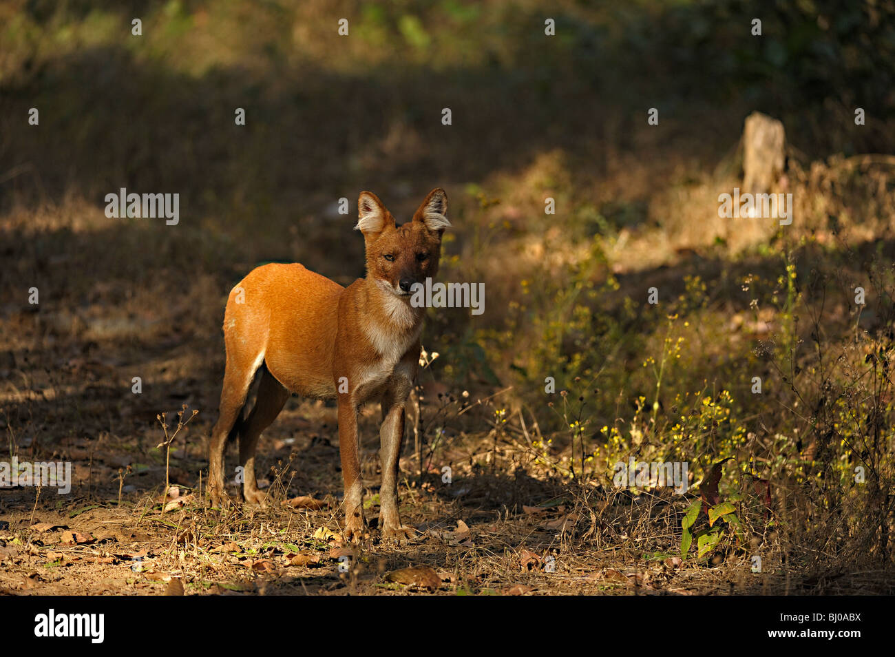 Dhole or Indian wild dog in the jungles of Kanha national park Stock ...