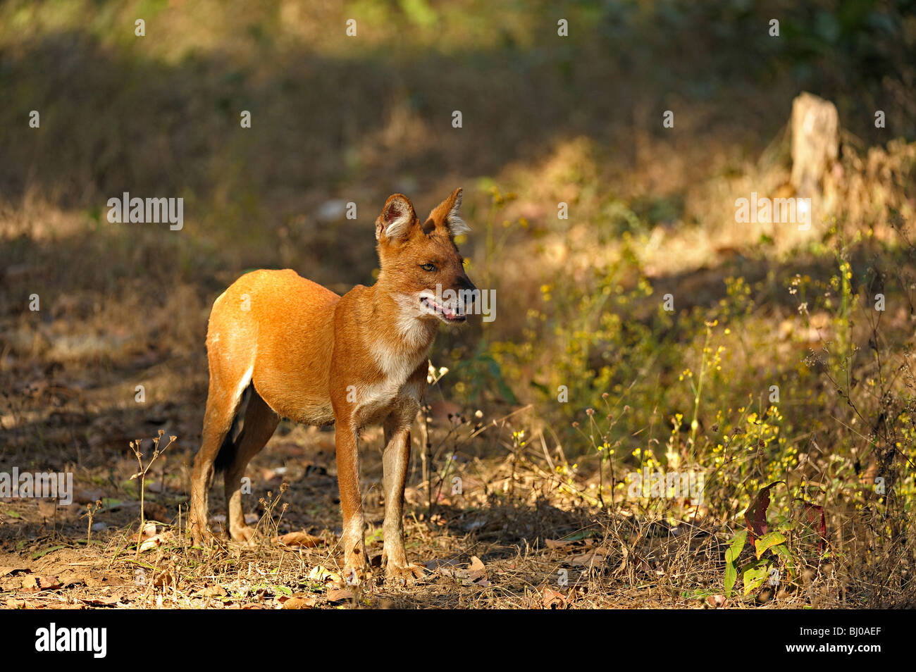 Wild dog dhole forest india hi-res stock photography and images - Alamy