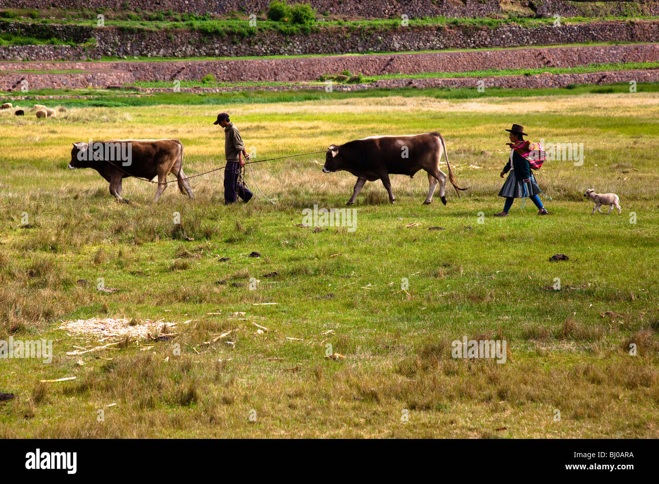 Countryside around the village of Raqchi on the Peruvian altiplano ...
